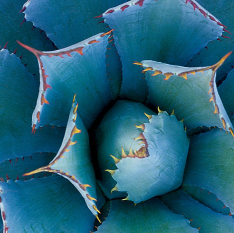 Blue Agave Fragrance Oil – Artisan Candle Supplies